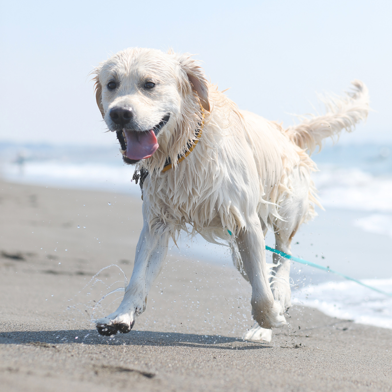 Pet – Sandy Photography